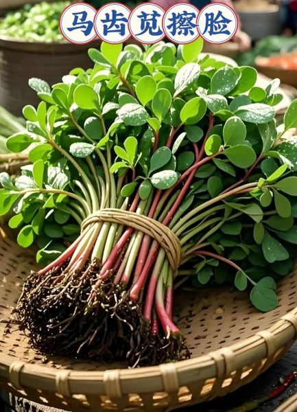 马齿苋对什么病最有效_马齿苋治疗什么病最好-第2张图片-山城妙识