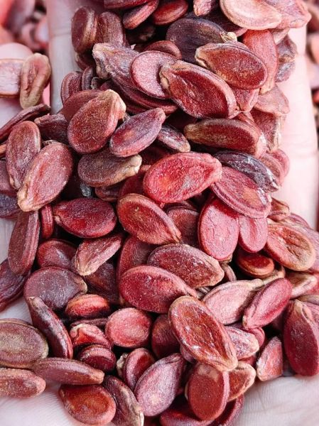 红瓜子是什么瓜果产的_红瓜子产地与品种-第1张图片-山城妙识