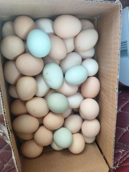 草鸡蛋价格今日多少钱一斤_草鸡蛋最新行情-第2张图片-山城妙识