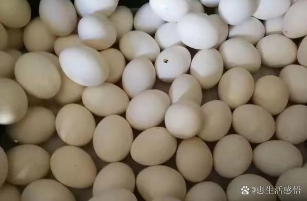 草鸡蛋价格今日多少钱一斤_草鸡蛋最新行情-第3张图片-山城妙识