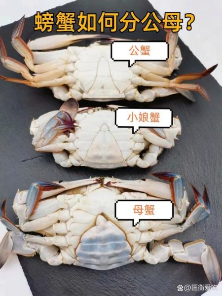 大闸蟹和螃蟹的区别_大闸蟹和普通河蟹怎么区分-第2张图片-山城妙识 大闸蟹和螃蟹的区别_大闸蟹和普通河蟹怎么区分-第2张图片-山城妙识