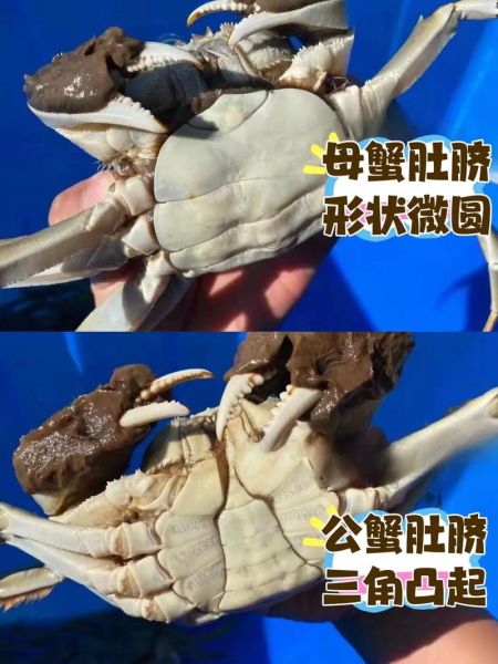 大闸蟹和螃蟹的区别_大闸蟹和普通河蟹怎么区分-第3张图片-山城妙识 大闸蟹和螃蟹的区别_大闸蟹和普通河蟹怎么区分-第3张图片-山城妙识