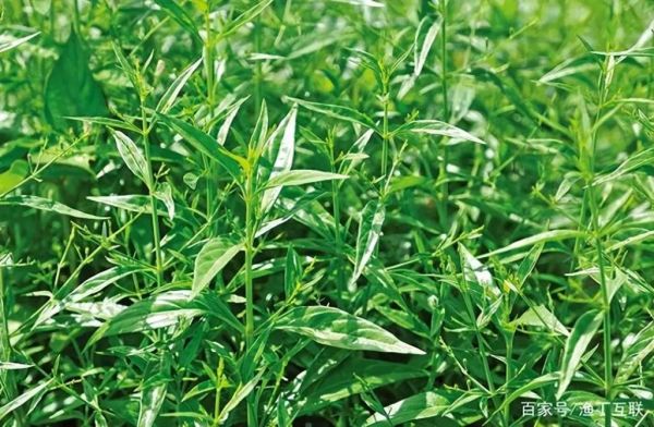 穿心莲长什么样子_如何快速识别-第1张图片-山城妙识