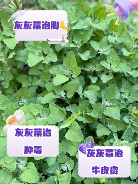 吃灰灰菜有什么好处_灰灰菜的功效与作用-第2张图片-山城妙识 吃灰灰菜有什么好处_灰灰菜的功效与作用-第2张图片-山城妙识