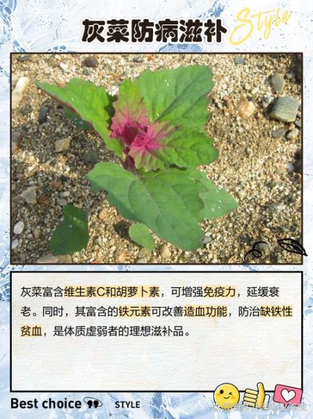 吃灰灰菜有什么好处_灰灰菜的功效与作用-第3张图片-山城妙识 吃灰灰菜有什么好处_灰灰菜的功效与作用-第3张图片-山城妙识