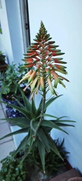 芦荟开花吗_芦荟开花预示什么-第1张图片-山城妙识