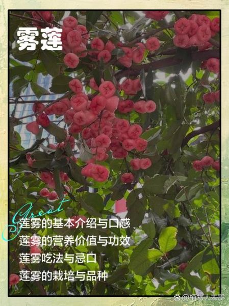 释迦果和莲雾的区别_哪个营养价值更高-第1张图片-山城妙识