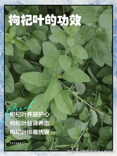 枸杞叶茶的功效与作用_枸杞叶茶可以天天喝吗-第2张图片-山城妙识