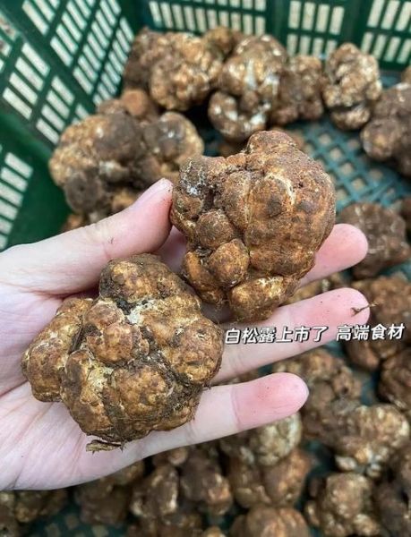 顶级白松露价格多少钱一斤_为什么那么贵-第2张图片-山城妙识
