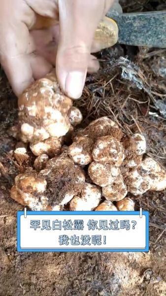 顶级白松露价格多少钱一斤_为什么那么贵-第3张图片-山城妙识