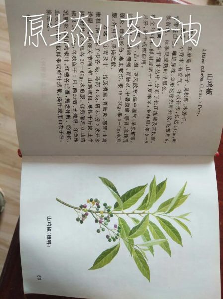 山苍子精油的功效与作用_山苍子怎么种植-第1张图片-山城妙识 山苍子精油的功效与作用_山苍子怎么种植-第1张图片-山城妙识