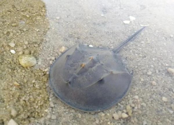 巨鲎可以活多久_巨鲎和鲎区别-第2张图片-山城妙识