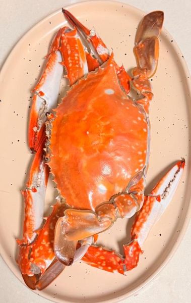 螃蟹图片大全高清_如何拍摄螃蟹特写-第1张图片-山城妙识 螃蟹图片大全高清_如何拍摄螃蟹特写-第1张图片-山城妙识