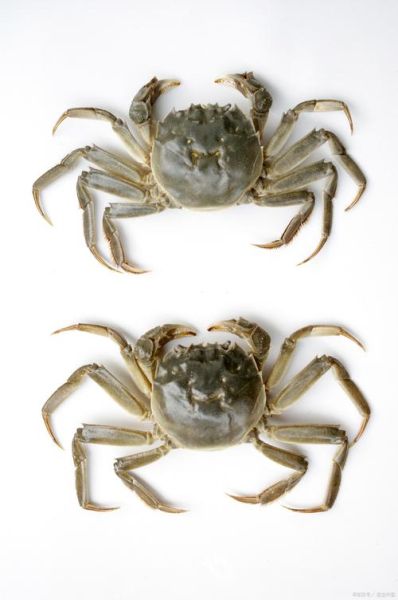 螃蟹图片大全高清_如何拍摄螃蟹特写-第3张图片-山城妙识 螃蟹图片大全高清_如何拍摄螃蟹特写-第3张图片-山城妙识