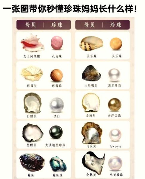 圆贝是什么_圆贝的功效与作用-第2张图片-山城妙识