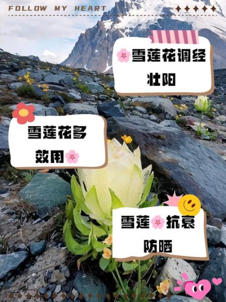 天山雪莲泡水喝的功效_天山雪莲泡水喝的禁忌-第3张图片-山城妙识