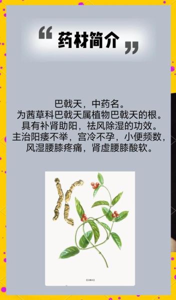 盐巴戟天的功效与作用_盐巴戟天适合哪些人吃-第2张图片-山城妙识