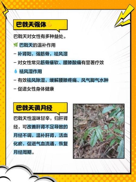 盐巴戟天的功效与作用_盐巴戟天适合哪些人吃-第1张图片-山城妙识