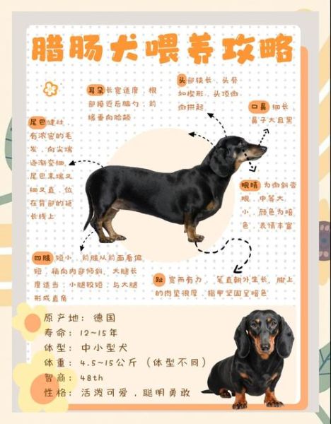 腊肠犬多少钱一只_腊肠犬价格影响因素-第2张图片-山城妙识