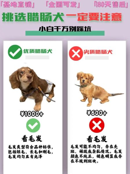 腊肠犬多少钱一只_腊肠犬价格影响因素-第1张图片-山城妙识