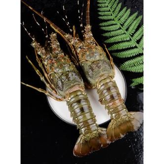 大龙虾多少钱一斤_今日批发价是多少-第1张图片-山城妙识