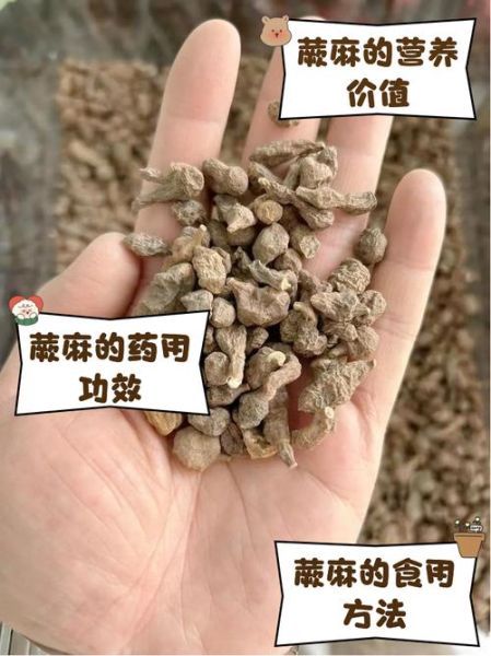 蕨麻是什么_蕨麻怎么吃效果最好-第2张图片-山城妙识 蕨麻是什么_蕨麻怎么吃效果最好-第2张图片-山城妙识