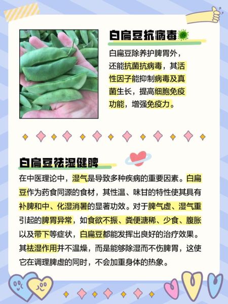 白扁豆的功效与作用_白扁豆的禁忌症-第2张图片-山城妙识 白扁豆的功效与作用_白扁豆的禁忌症-第2张图片-山城妙识