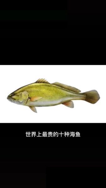 黄唇鱼鱼鳔为什么贵_黄唇鱼鱼鳔多少钱一斤-第1张图片-山城妙识 黄唇鱼鱼鳔为什么贵_黄唇鱼鱼鳔多少钱一斤-第1张图片-山城妙识