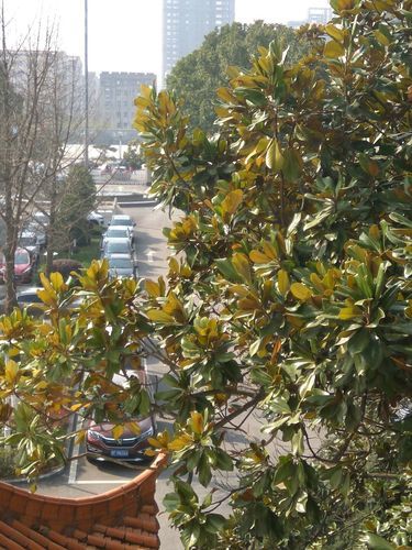 枣阳未来15天天气怎么样_枣阳穿衣指南-第2张图片-山城妙识 枣阳未来15天天气怎么样_枣阳穿衣指南-第2张图片-山城妙识