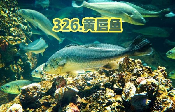 黄唇鱼鱼鳔为什么贵_黄唇鱼鱼鳔多少钱一斤-第3张图片-山城妙识 黄唇鱼鱼鳔为什么贵_黄唇鱼鱼鳔多少钱一斤-第3张图片-山城妙识