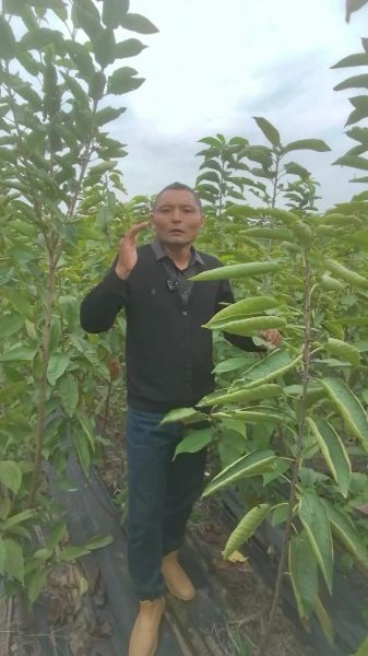 樱桃树苗什么时候移栽最好_春季移栽注意事项-第1张图片-山城妙识