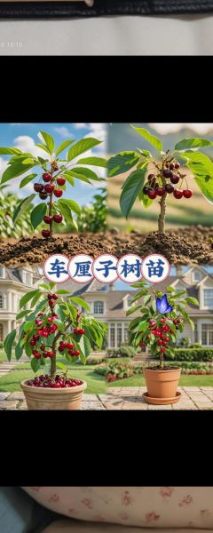 樱桃树苗什么时候移栽最好_春季移栽注意事项-第3张图片-山城妙识