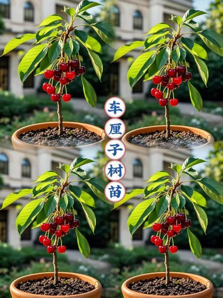 樱桃树苗什么时候移栽最好_春季移栽注意事项-第2张图片-山城妙识