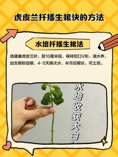 虎皮兰怎么扦插_虎皮兰扦插多久生根-第2张图片-山城妙识