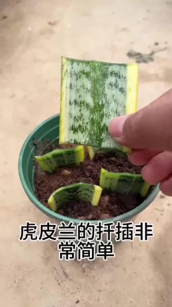 虎皮兰怎么扦插_虎皮兰扦插多久生根-第3张图片-山城妙识