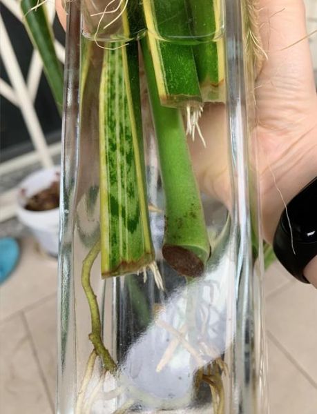 虎皮兰怎么扦插_虎皮兰扦插多久生根-第1张图片-山城妙识