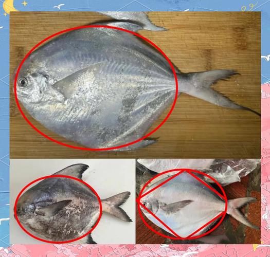 鲳鱼图片大全_如何挑选新鲜鲳鱼-第2张图片-山城妙识