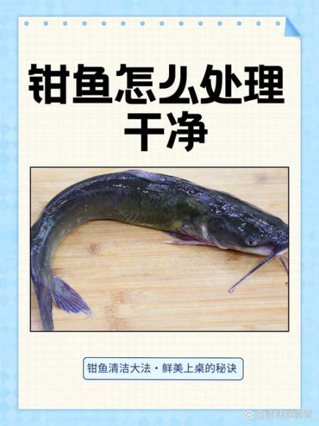 钳鱼清蒸怎么做_清蒸钳鱼去腥技巧-第2张图片-山城妙识 钳鱼清蒸怎么做_清蒸钳鱼去腥技巧-第2张图片-山城妙识