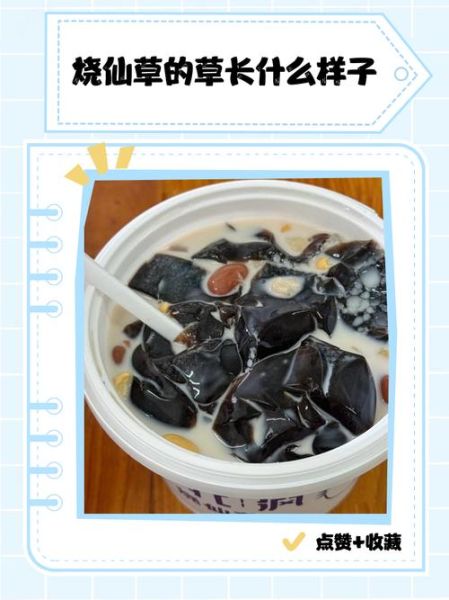 烧仙草长什么样子_烧仙草图片实物对比-第1张图片-山城妙识 烧仙草长什么样子_烧仙草图片实物对比-第1张图片-山城妙识