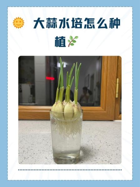 大蒜种植方法视频_大蒜什么时候种最合适-第1张图片-山城妙识