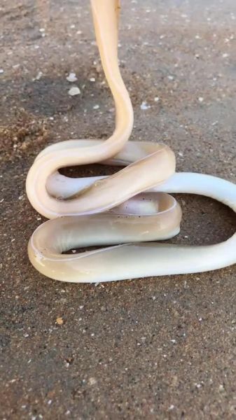 白鳗鱼多少钱一斤_白鳗鱼价格行情-第1张图片-山城妙识 白鳗鱼多少钱一斤_白鳗鱼价格行情-第1张图片-山城妙识