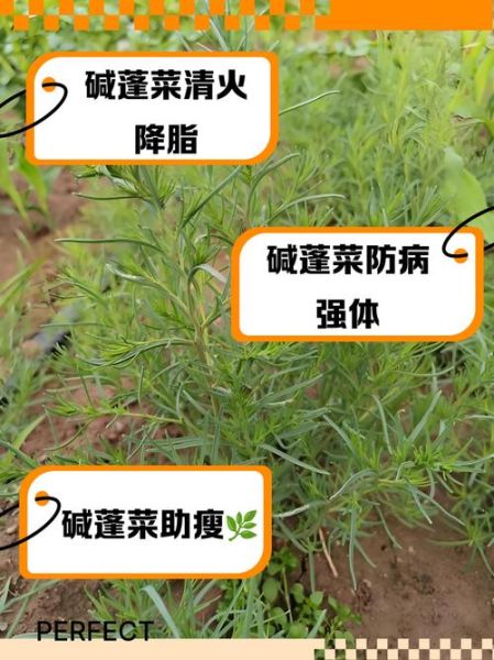 蓬蒿菜是发物吗_什么人不能吃蓬蒿菜-第1张图片-山城妙识