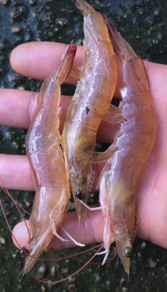 南美对虾价格多少钱一斤_南美对虾价格为何波动大-第2张图片-山城妙识