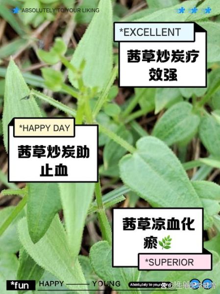 茜草炭的功效与作用_茜草炭怎么使用-第1张图片-山城妙识