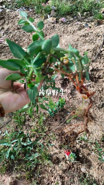 茜草炭的功效与作用_茜草炭怎么使用-第2张图片-山城妙识