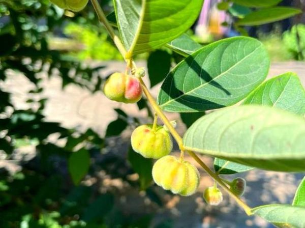 算盘子植物长什么样_算盘子有毒吗-第3张图片-山城妙识