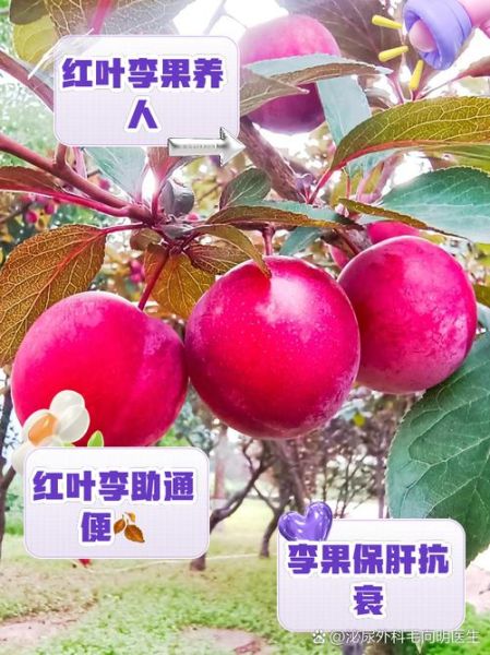 红叶李果实能吃吗_红叶李果实有毒吗-第1张图片-山城妙识 红叶李果实能吃吗_红叶李果实有毒吗-第1张图片-山城妙识