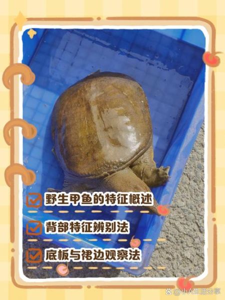 真正野生甲鱼图片_如何辨别野生甲鱼真假-第1张图片-山城妙识