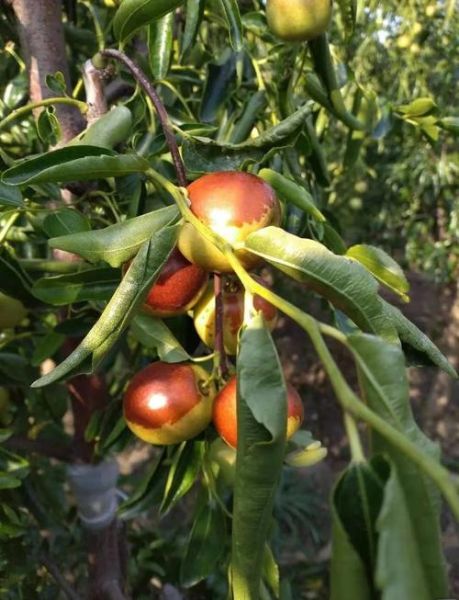 沾化冬枣几月份成熟_沾化冬枣什么时候上市-第1张图片-山城妙识