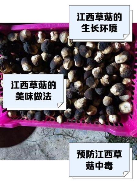 草菇种植前景怎么样_草菇种植利润高吗-第2张图片-山城妙识